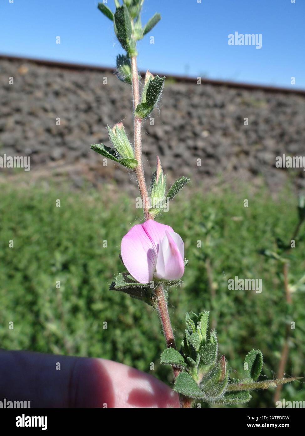 Spiny restharrow (Ononis spinosa) Plantae Stock Photo - Alamy