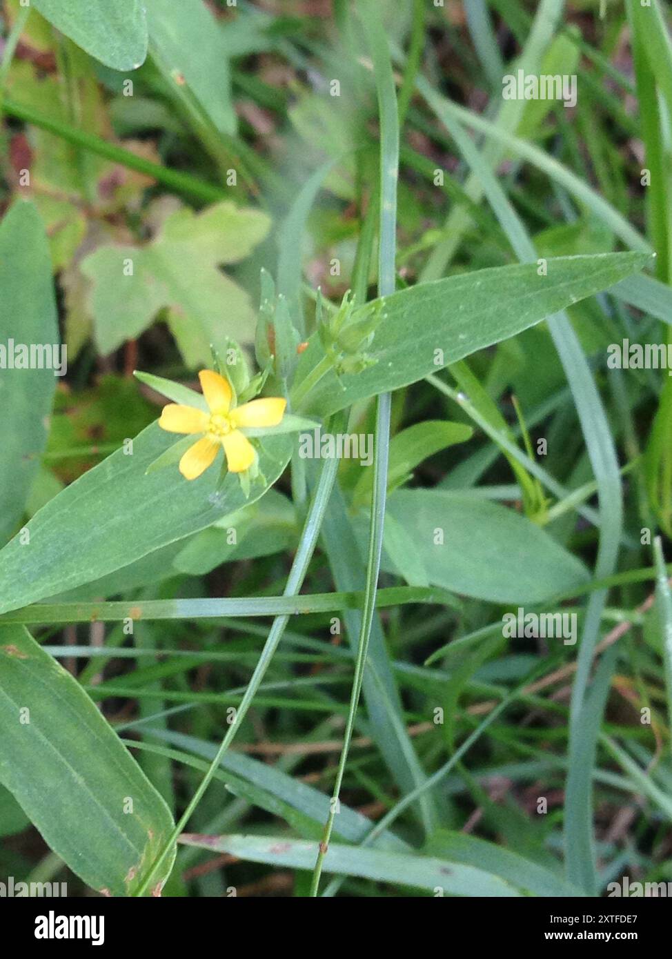 Dwarf St. John's Wort (Hypericum mutilum) Plantae Stock Photo - Alamy