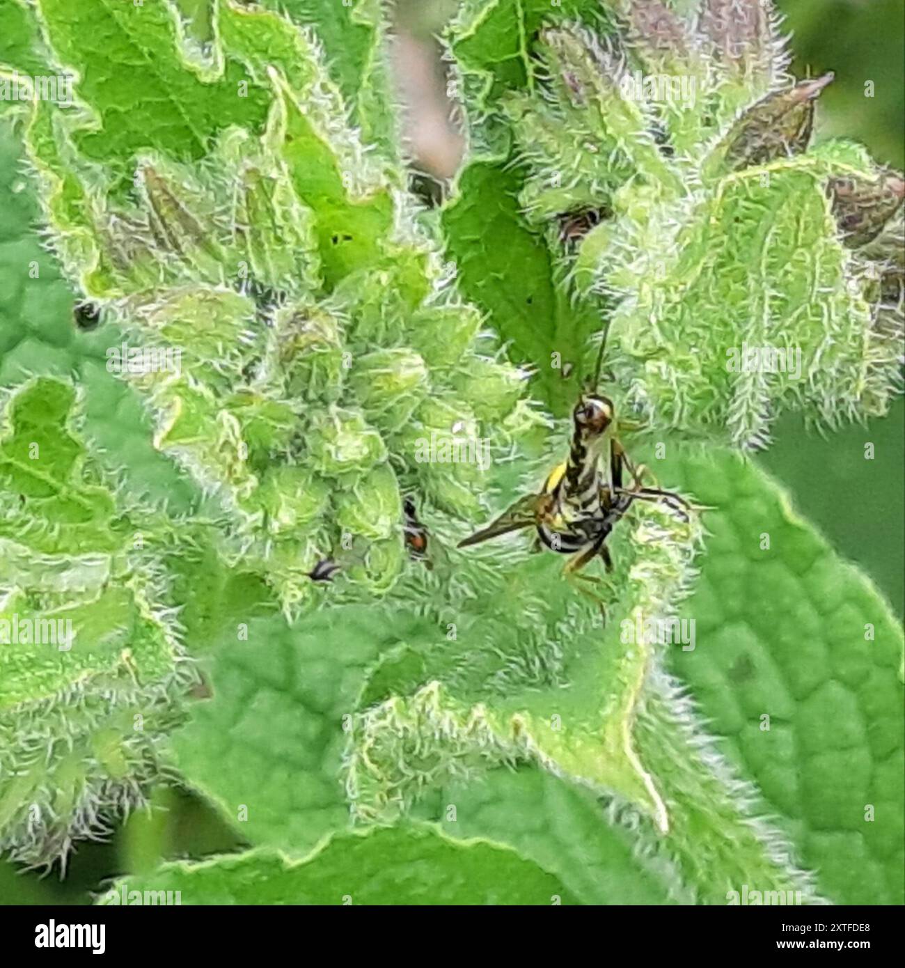 Common Globetail (Sphaerophoria scripta) Insecta Stock Photo - Alamy