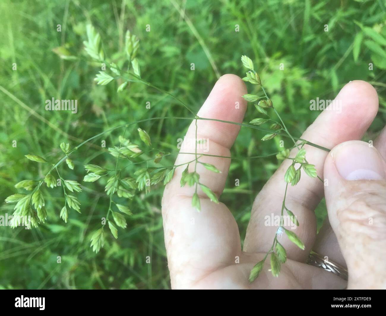 Clustered Fescue (Festuca paradoxa) Plantae Stock Photo - Alamy