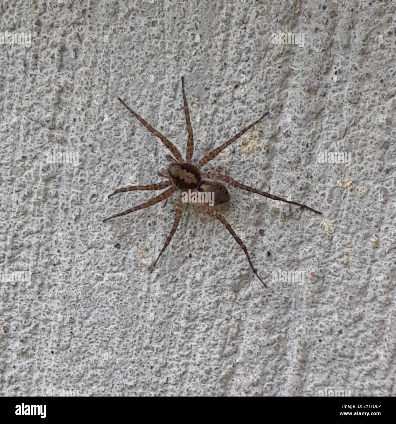 Thin-legged Wolf Spiders (Pardosa) Arachnida Stock Photo - Alamy