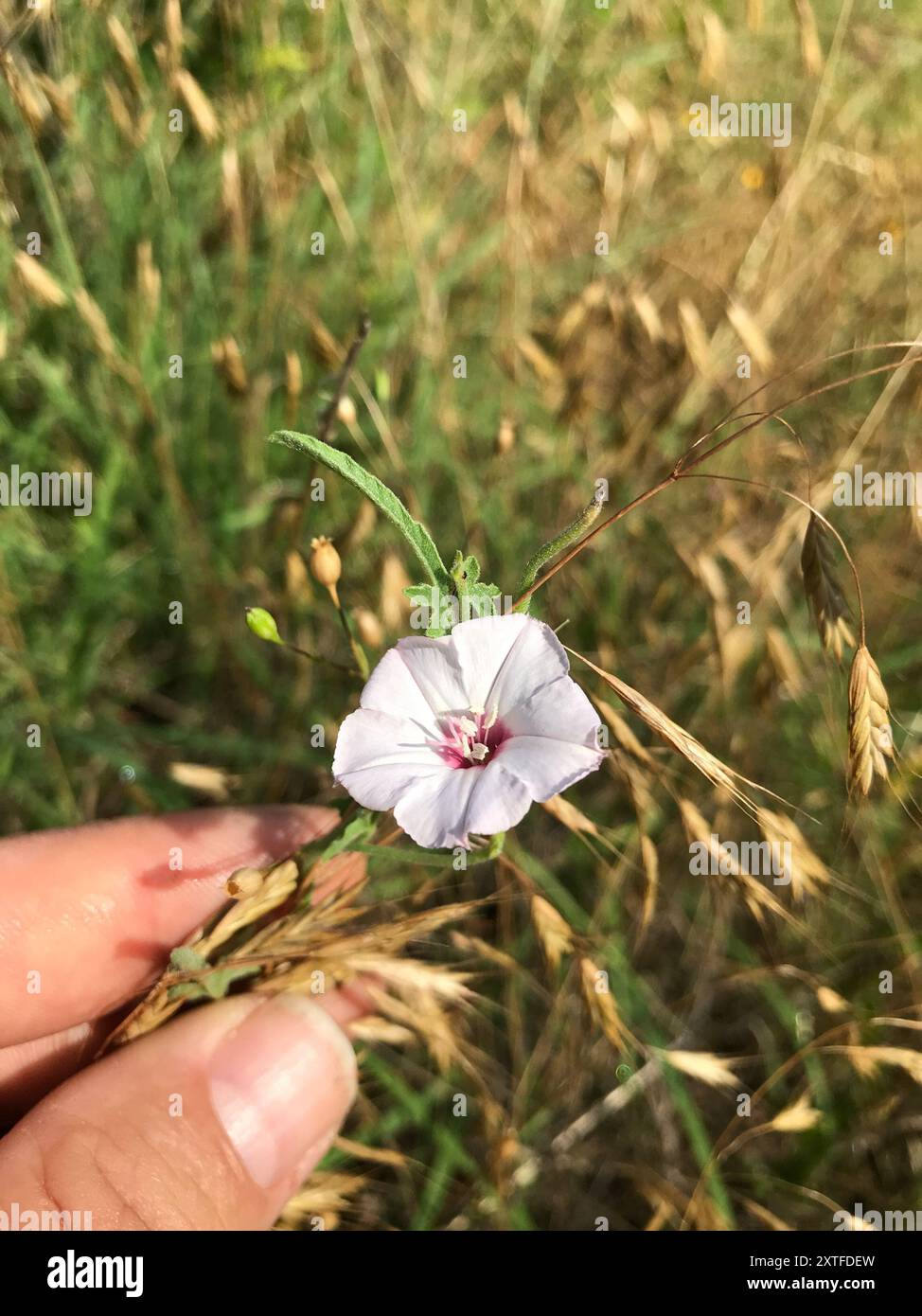 Texas bindweed (Convolvulus equitans) Plantae Stock Photo - Alamy