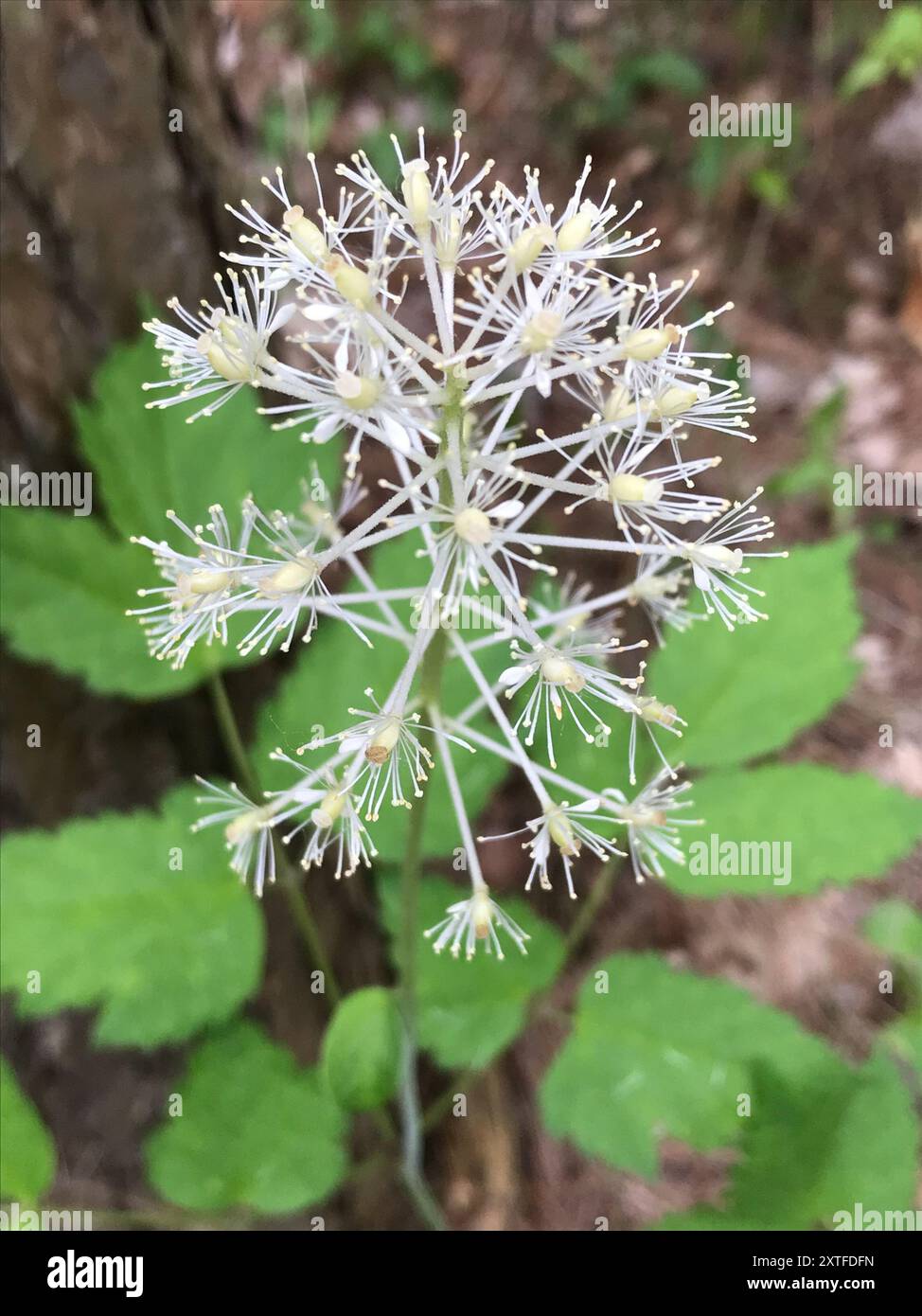 red baneberry (Actaea rubra) Plantae Stock Photo - Alamy