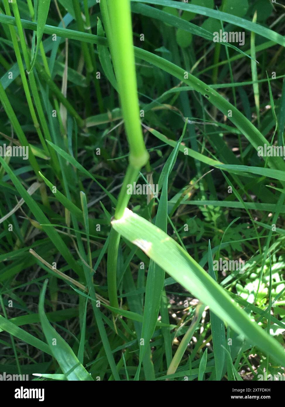 Smooth Meadow-grass (Poa pratensis) Plantae Stock Photo - Alamy