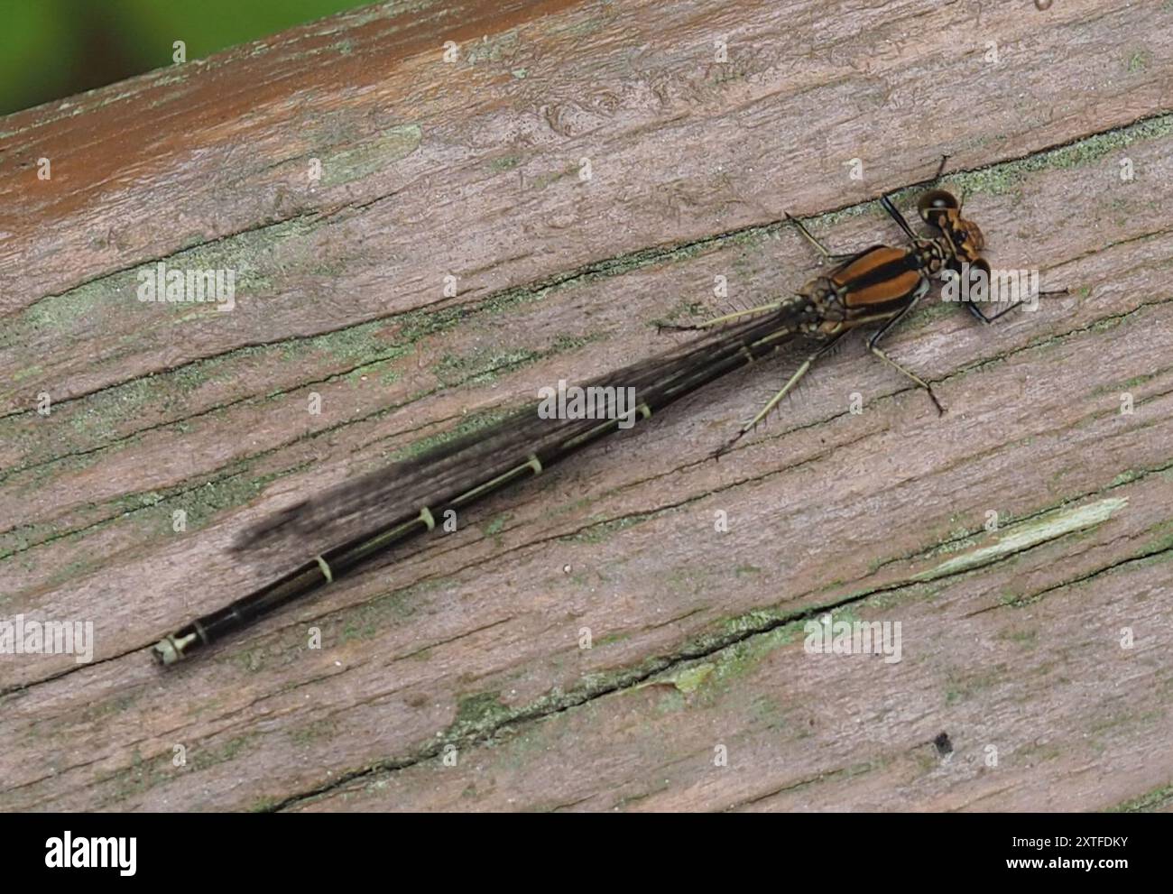 Blue-tipped Dancer (Argia tibialis) Insecta Stock Photo - Alamy