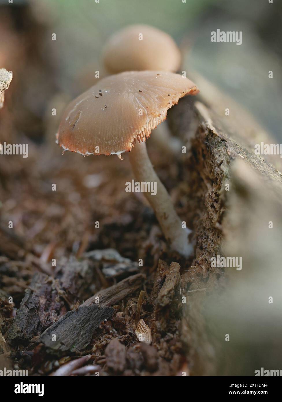 Brittlestems (Psathyrella) Fungi Stock Photo - Alamy