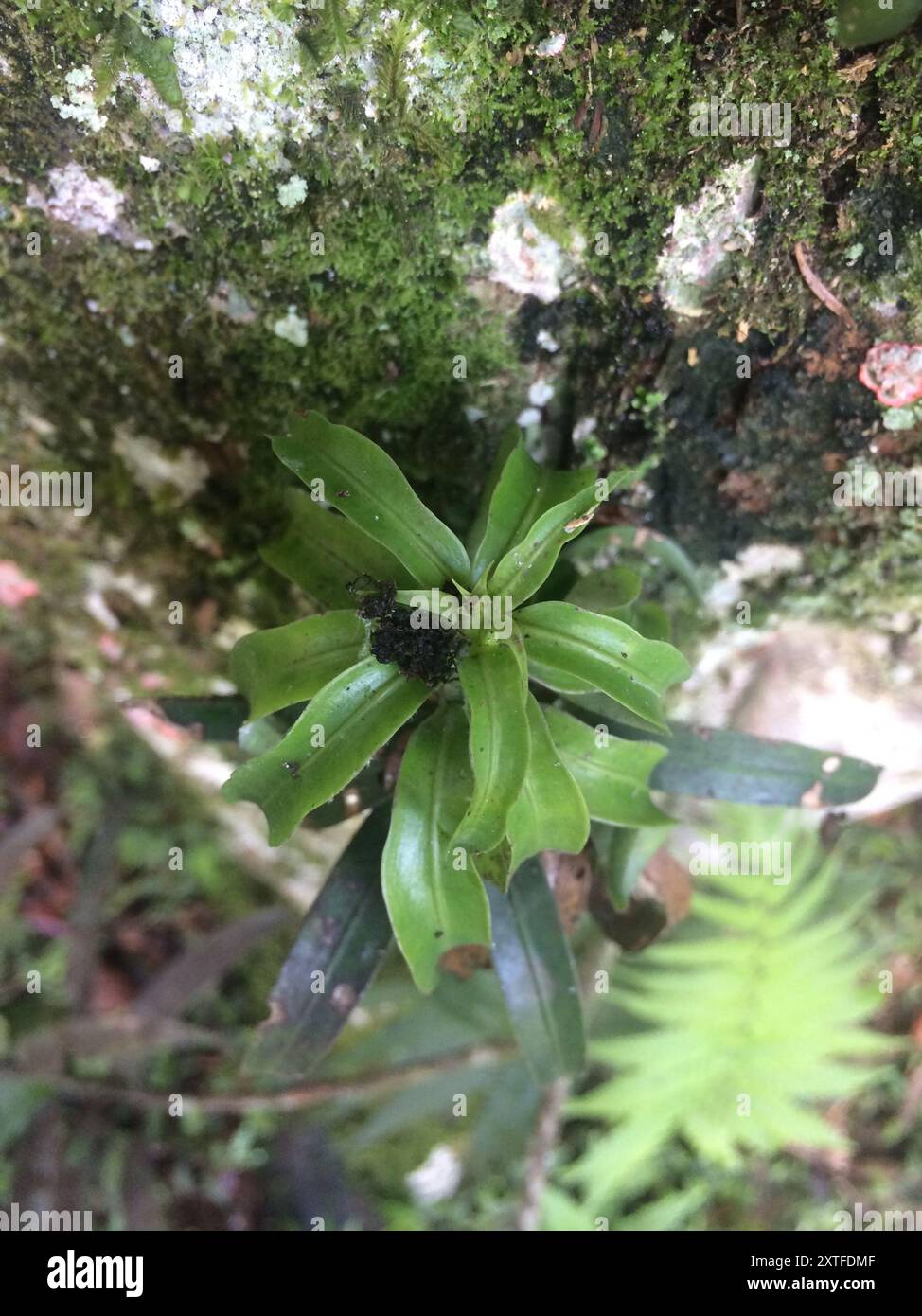 vascular plants (Tracheophyta) Plantae Stock Photo - Alamy