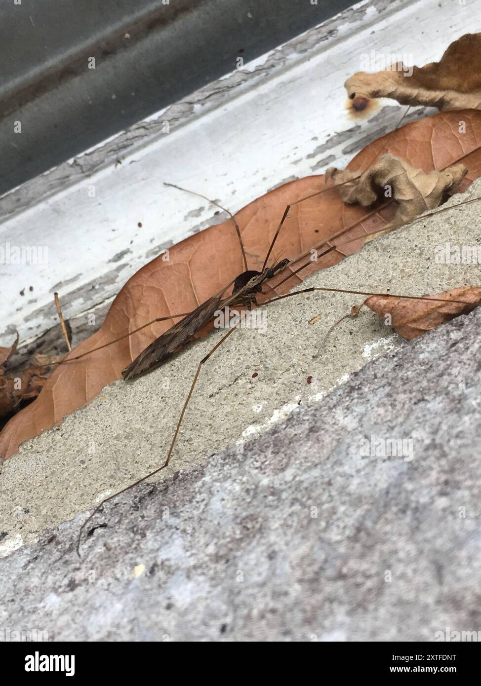 Large Crane Flies (Tipulidae) Insecta Stock Photo - Alamy