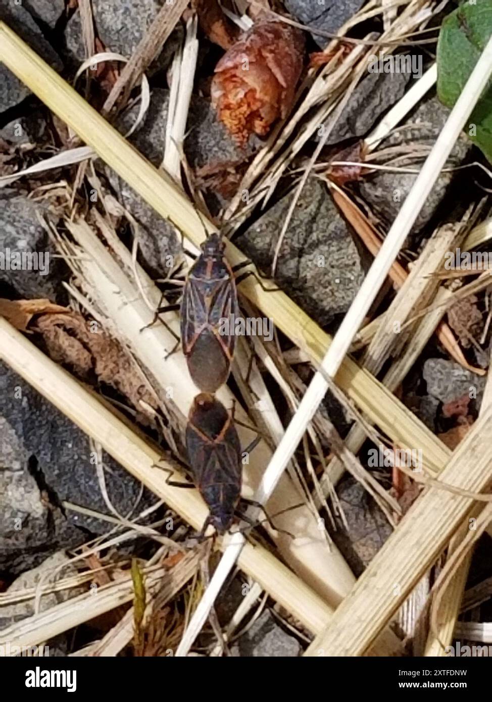 Western Boxelder Bug (Boisea rubrolineata) Insecta Stock Photo - Alamy