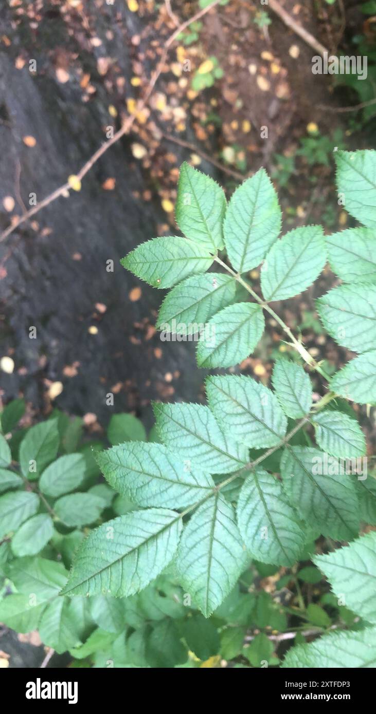 multiflora rose (Rosa multiflora) Plantae Stock Photo - Alamy