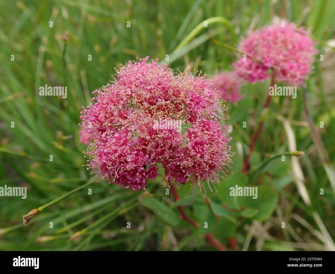 Mountain Spirea (Spiraea splendens) Plantae Stock Photo - Alamy