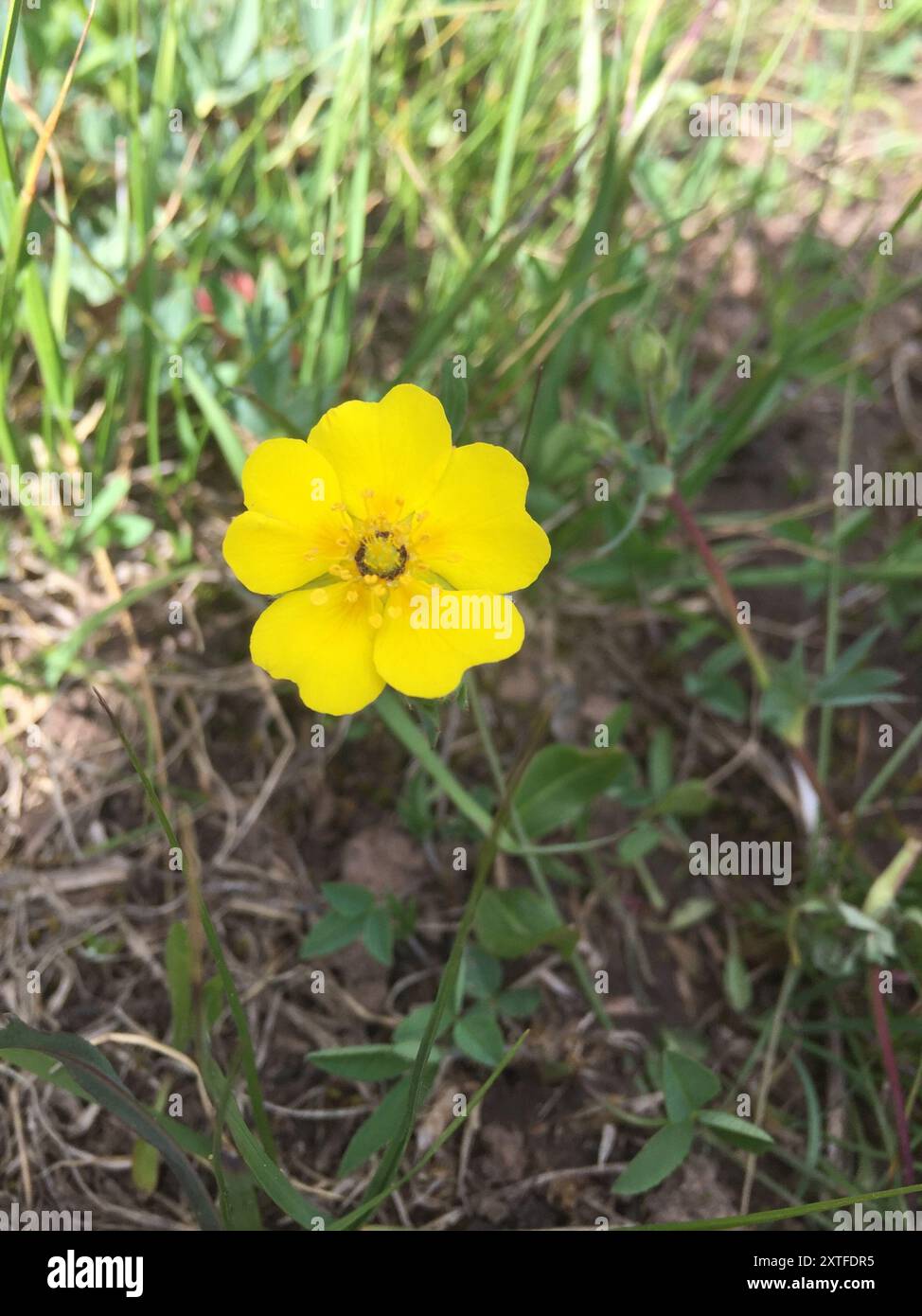 slender cinquefoil (Potentilla gracilis) Plantae Stock Photo - Alamy