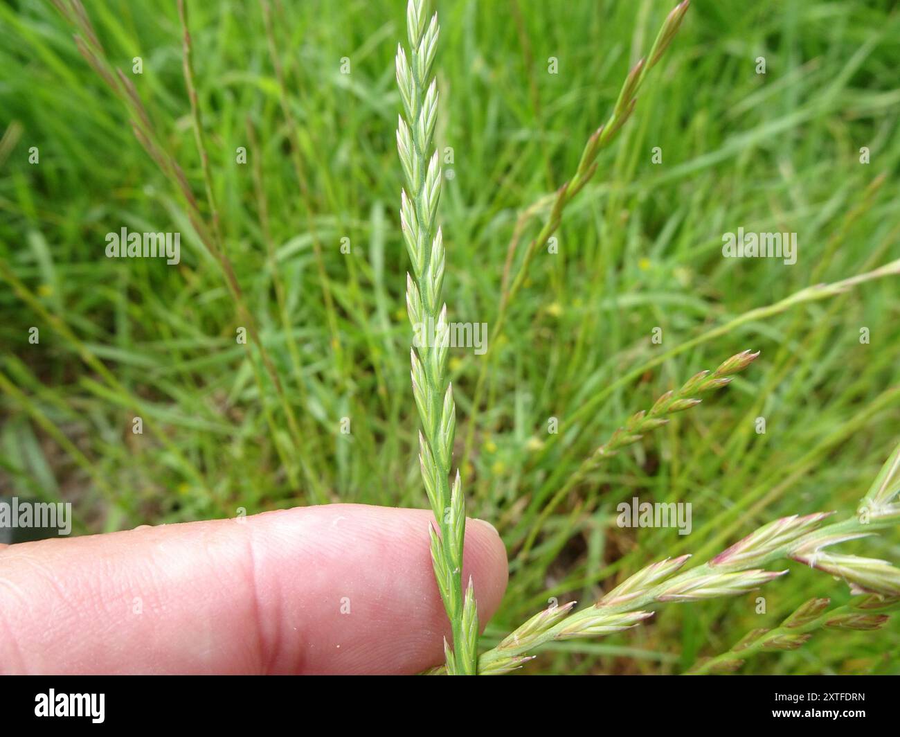 Perennial Ryegrass (Lolium perenne) Plantae Stock Photo - Alamy