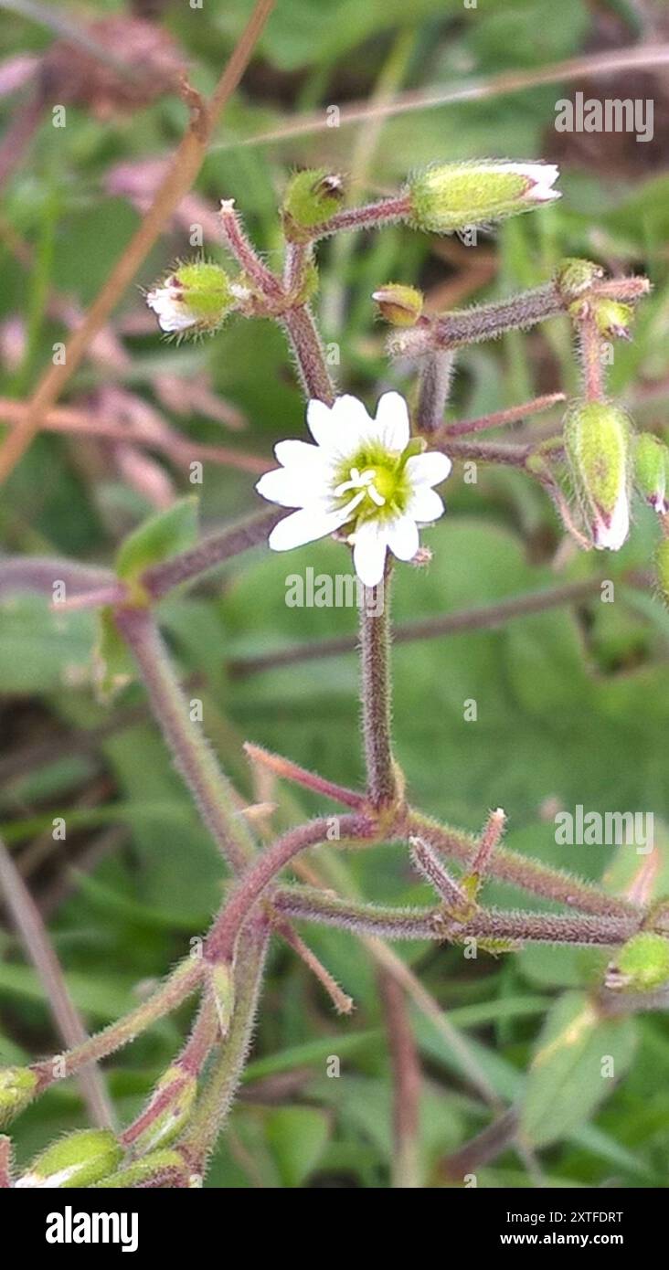 Common mouse-ear chickweed (Cerastium fontanum) Plantae Stock Photo - Alamy