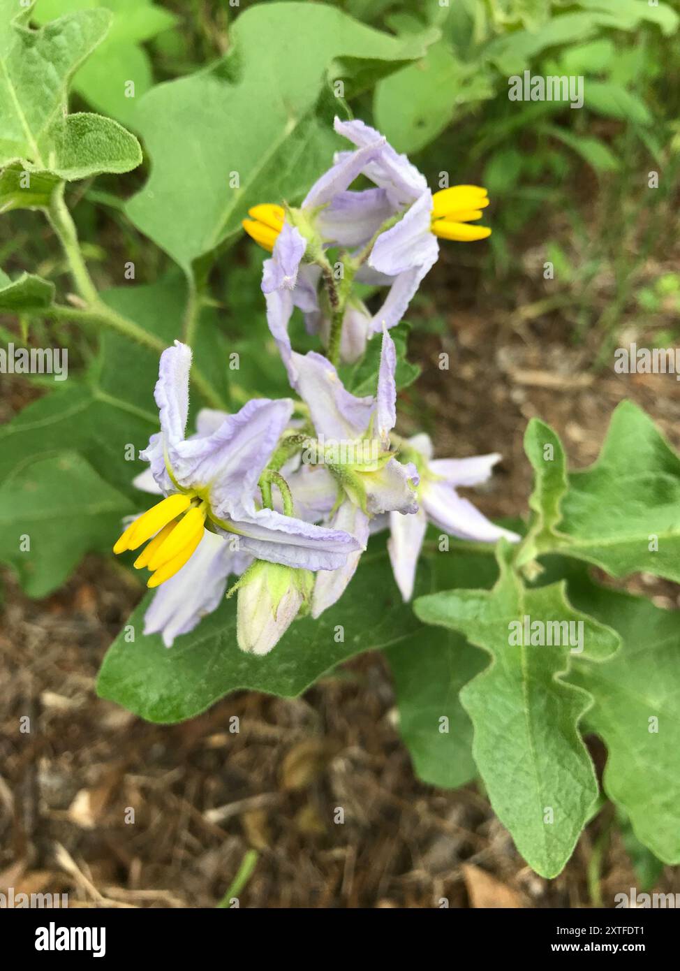 western horsenettle (Solanum dimidiatum) Plantae Stock Photo - Alamy