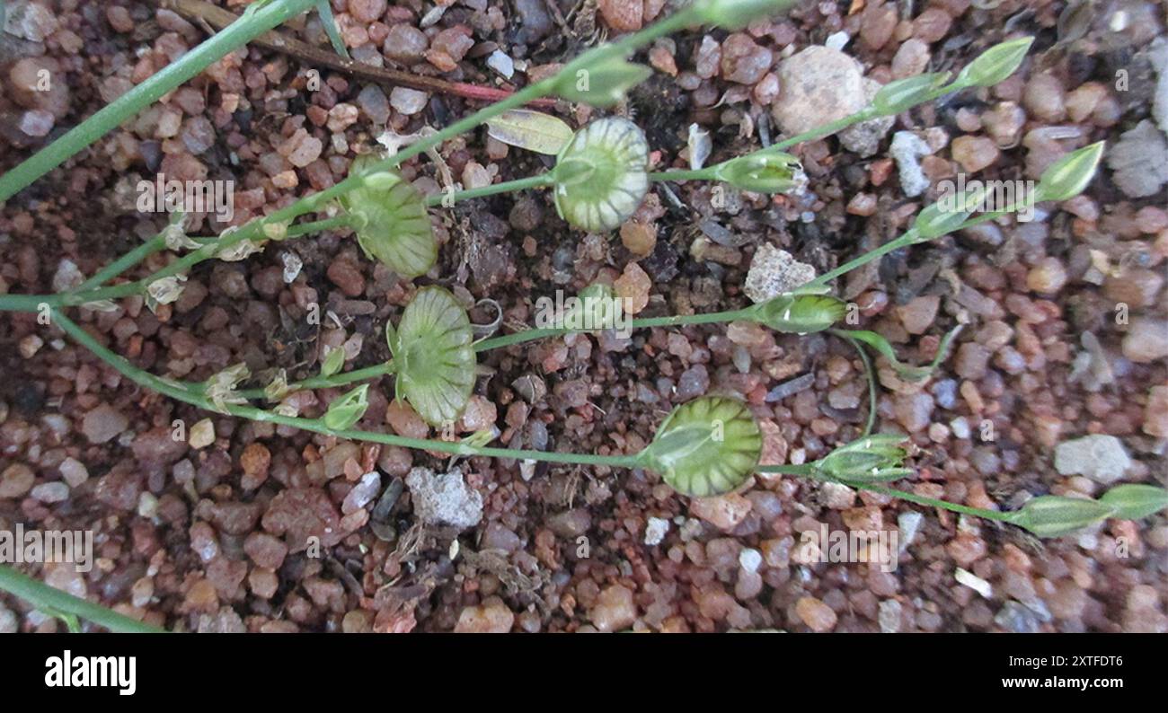 Window Lizardfoot (Limeum fenestratum) Plantae Stock Photo - Alamy