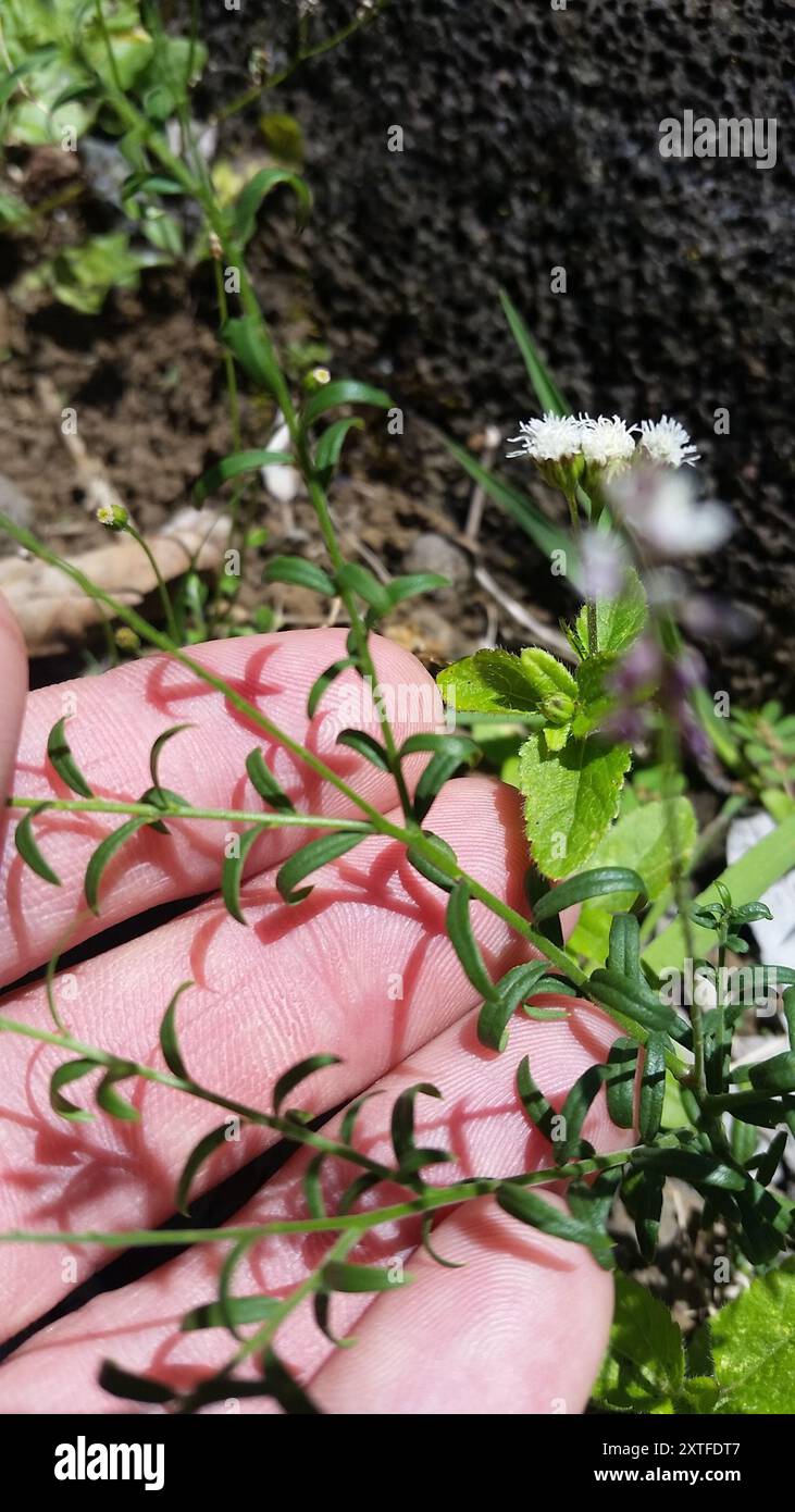 milkwort (Polygala paniculata) Plantae Stock Photo - Alamy