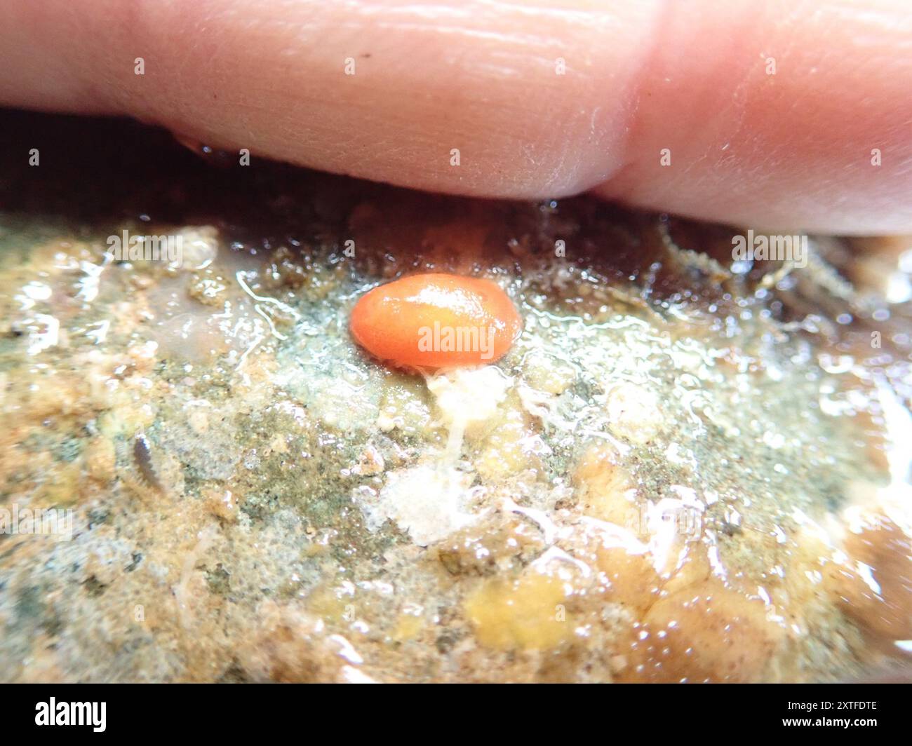 Red Sponge Dorid (Rostanga pulchra) Mollusca Stock Photo - Alamy