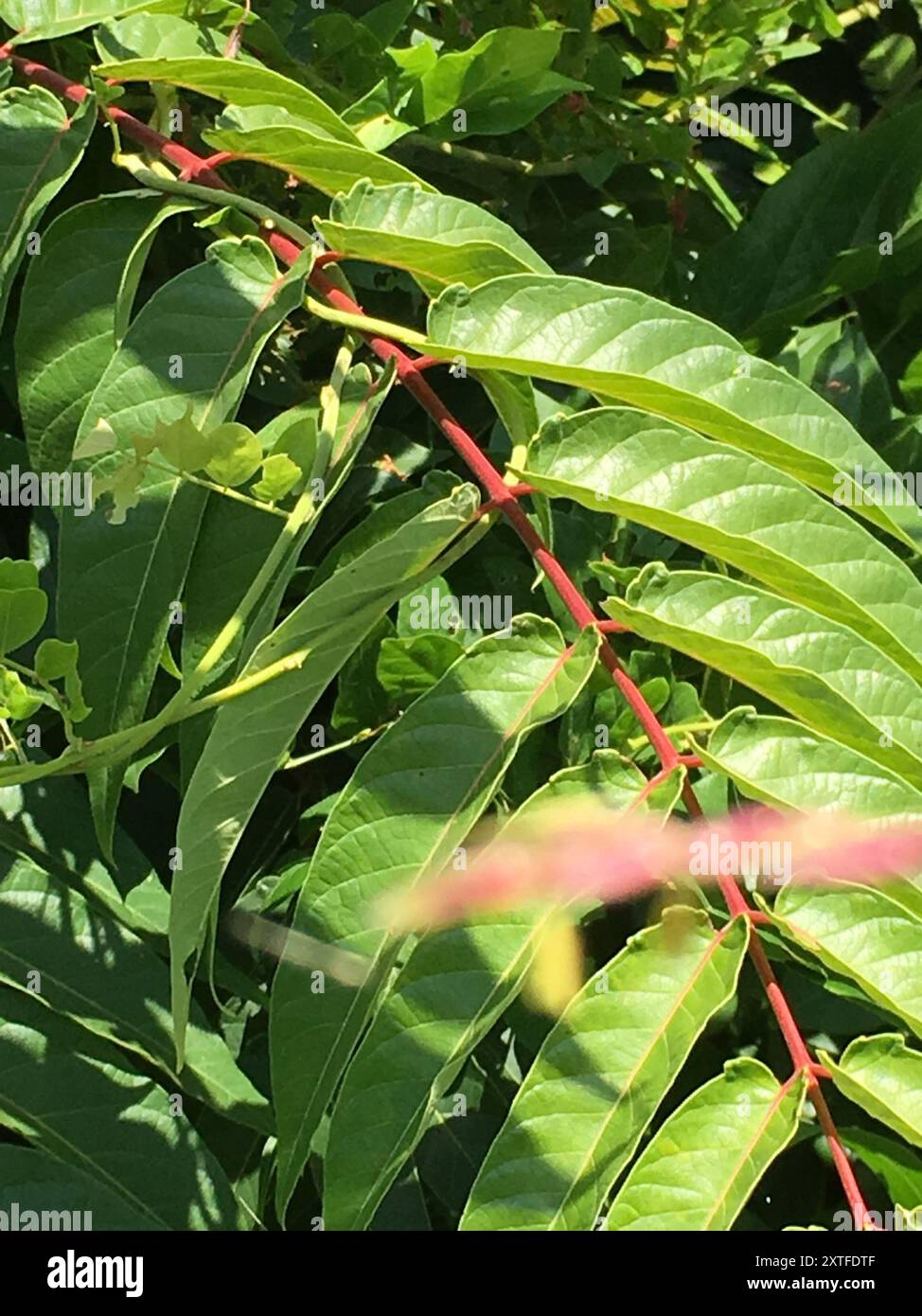 tree-of-heaven (Ailanthus altissima) Plantae Stock Photo - Alamy