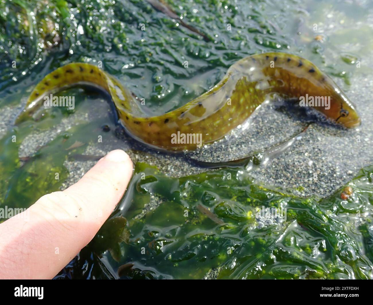 Penpoint Gunnel (Apodichthys flavidus) Actinopterygii Stock Photo - Alamy