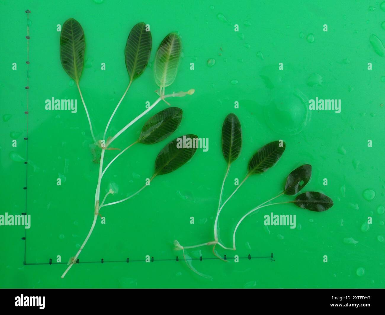 Halophila ovalis hi-res stock photography and images - Alamy