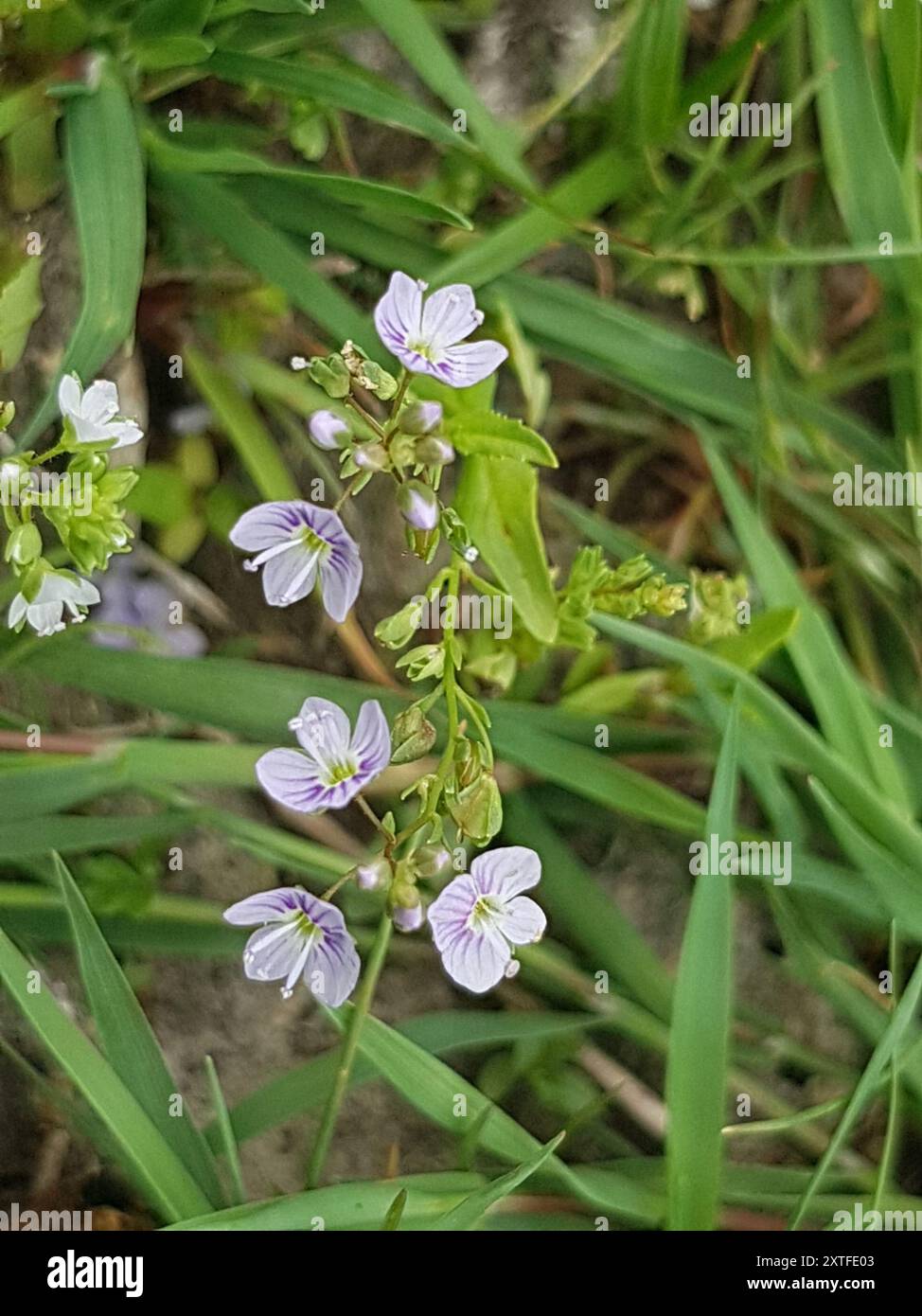 blue water-speedwell (Veronica anagallis-aquatica) Plantae Stock Photo ...