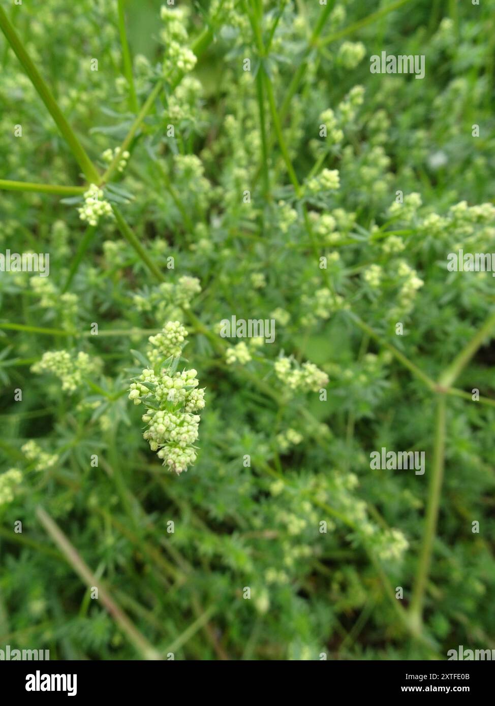 white bedstraw (Galium album) Plantae Stock Photo - Alamy
