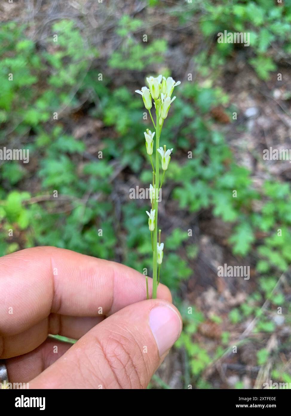 Tower Mustard (Turritis glabra) Plantae Stock Photo - Alamy