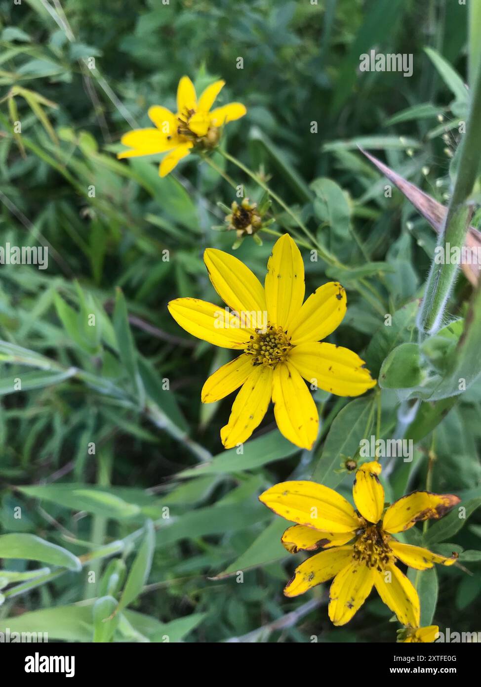 Greater Tickseed (Coreopsis major) Plantae Stock Photo - Alamy