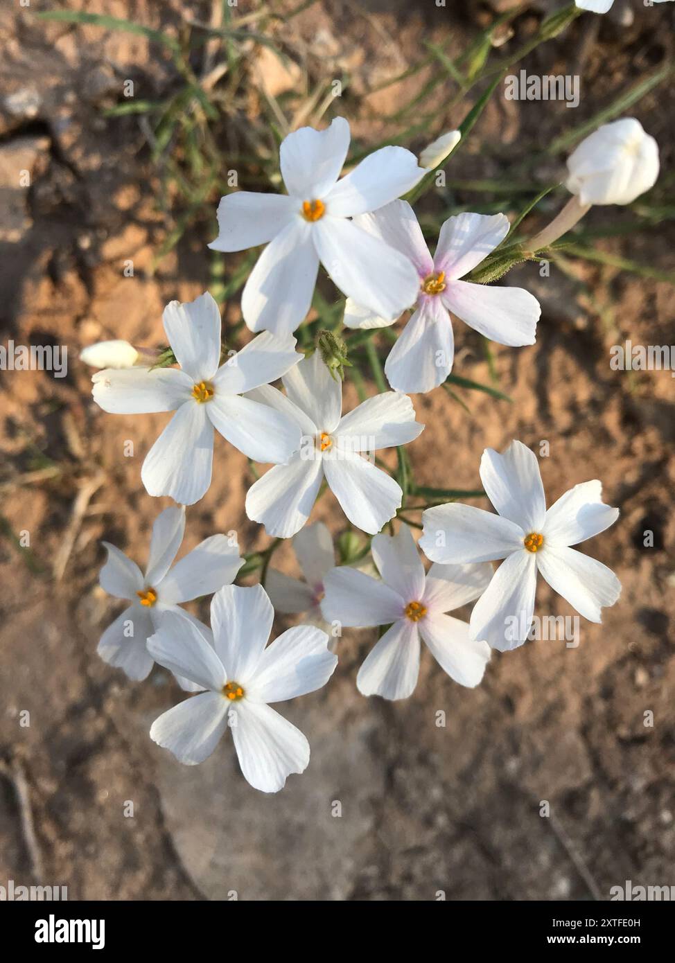Longleaf Phlox (Phlox longifolia) Plantae Stock Photo - Alamy