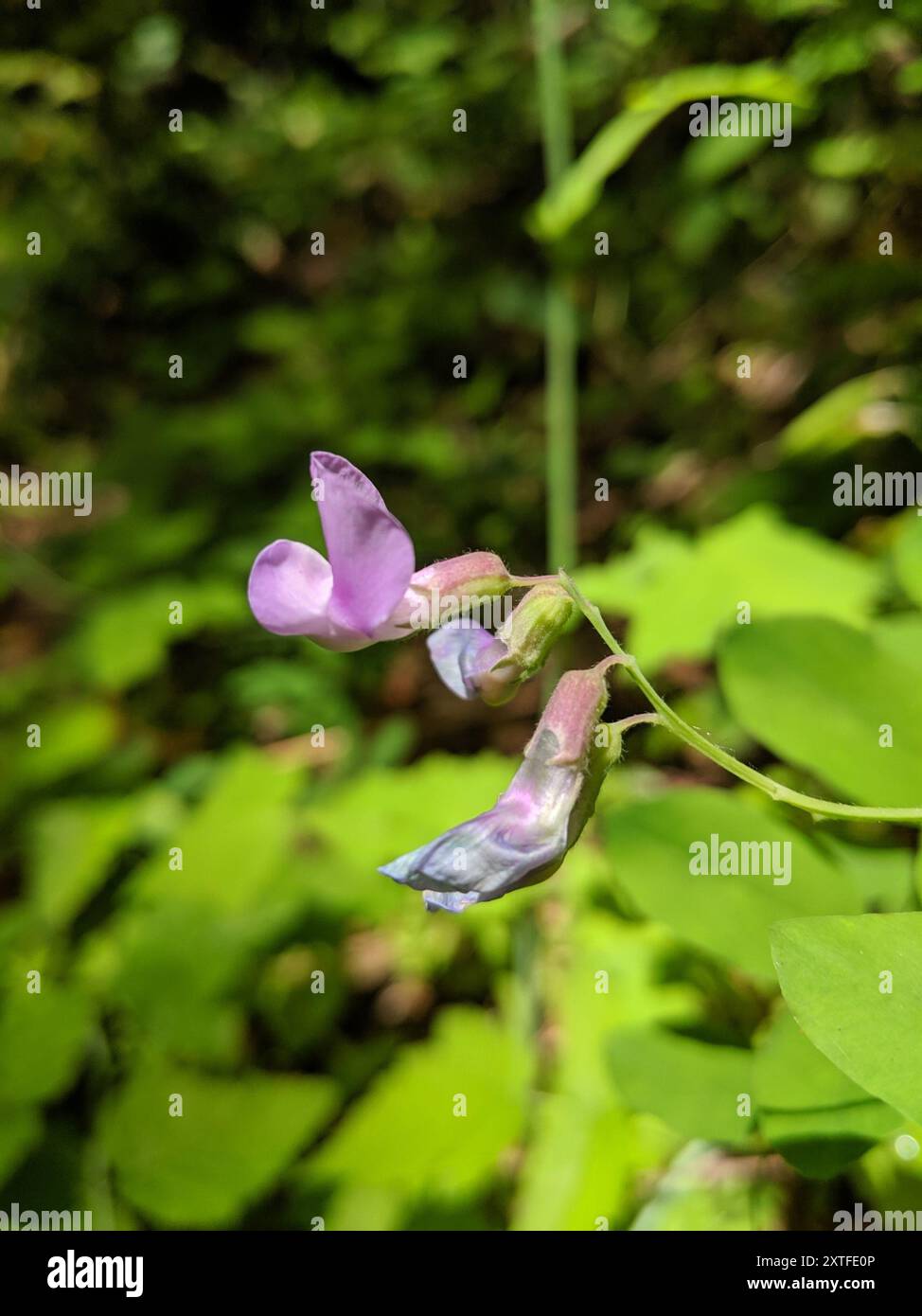 Sierra Nevada Peavine (Lathyrus nevadensis) Plantae Stock Photo - Alamy
