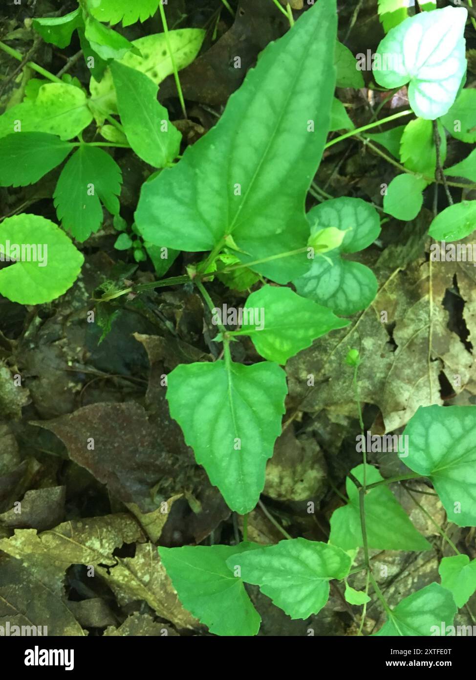 Halberd-leaved violet (Viola hastata) Plantae Stock Photo - Alamy