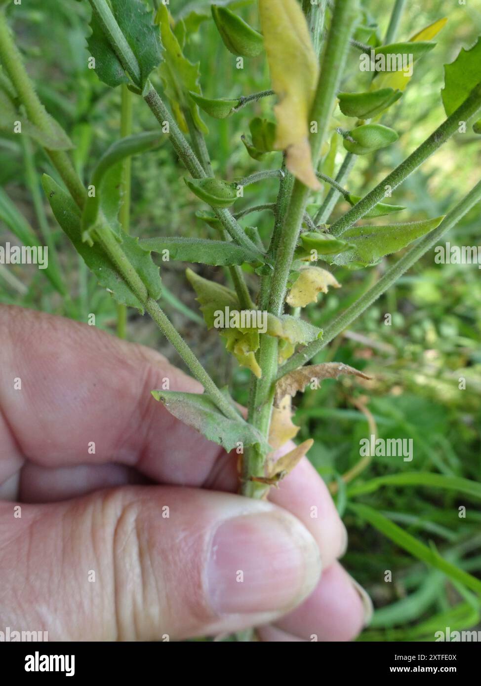 field peppergrass (Lepidium campestre) Plantae Stock Photo - Alamy