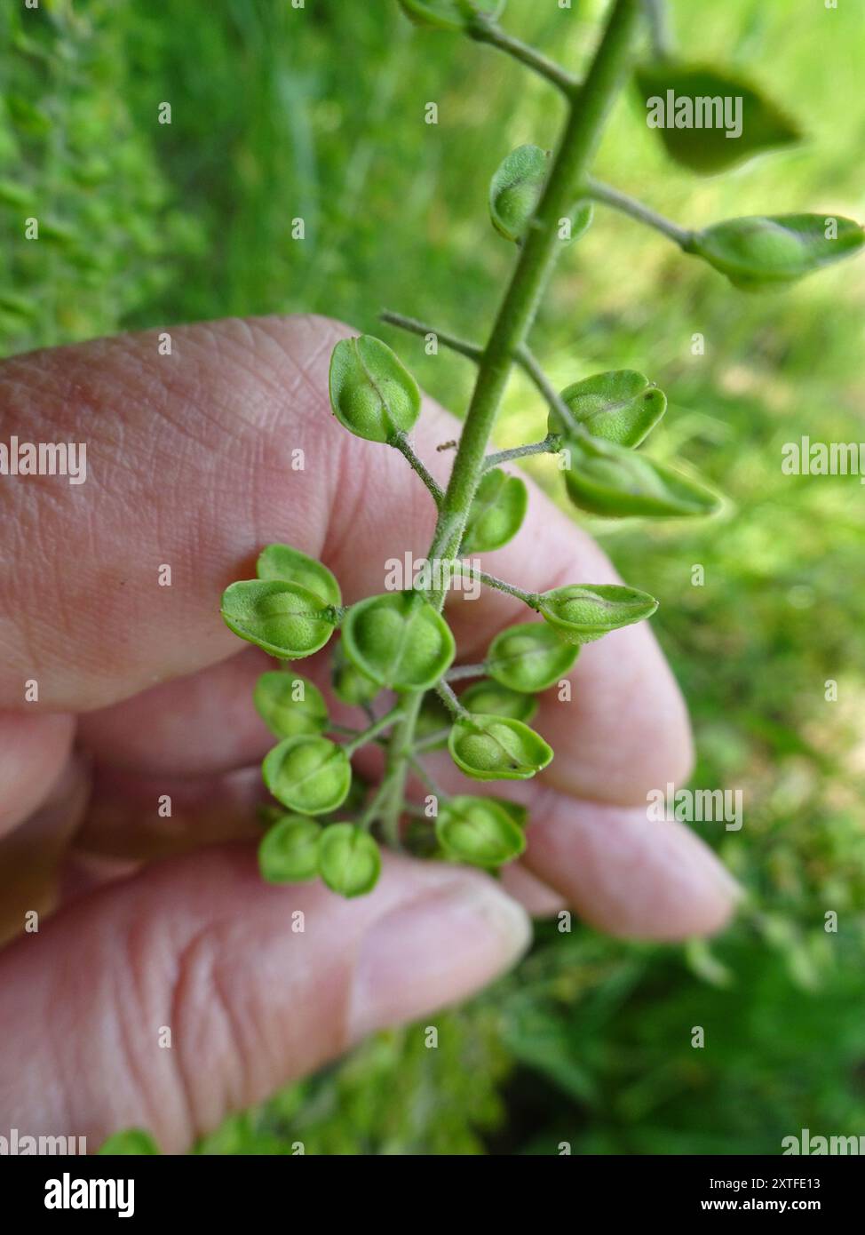 field peppergrass (Lepidium campestre) Plantae Stock Photo - Alamy