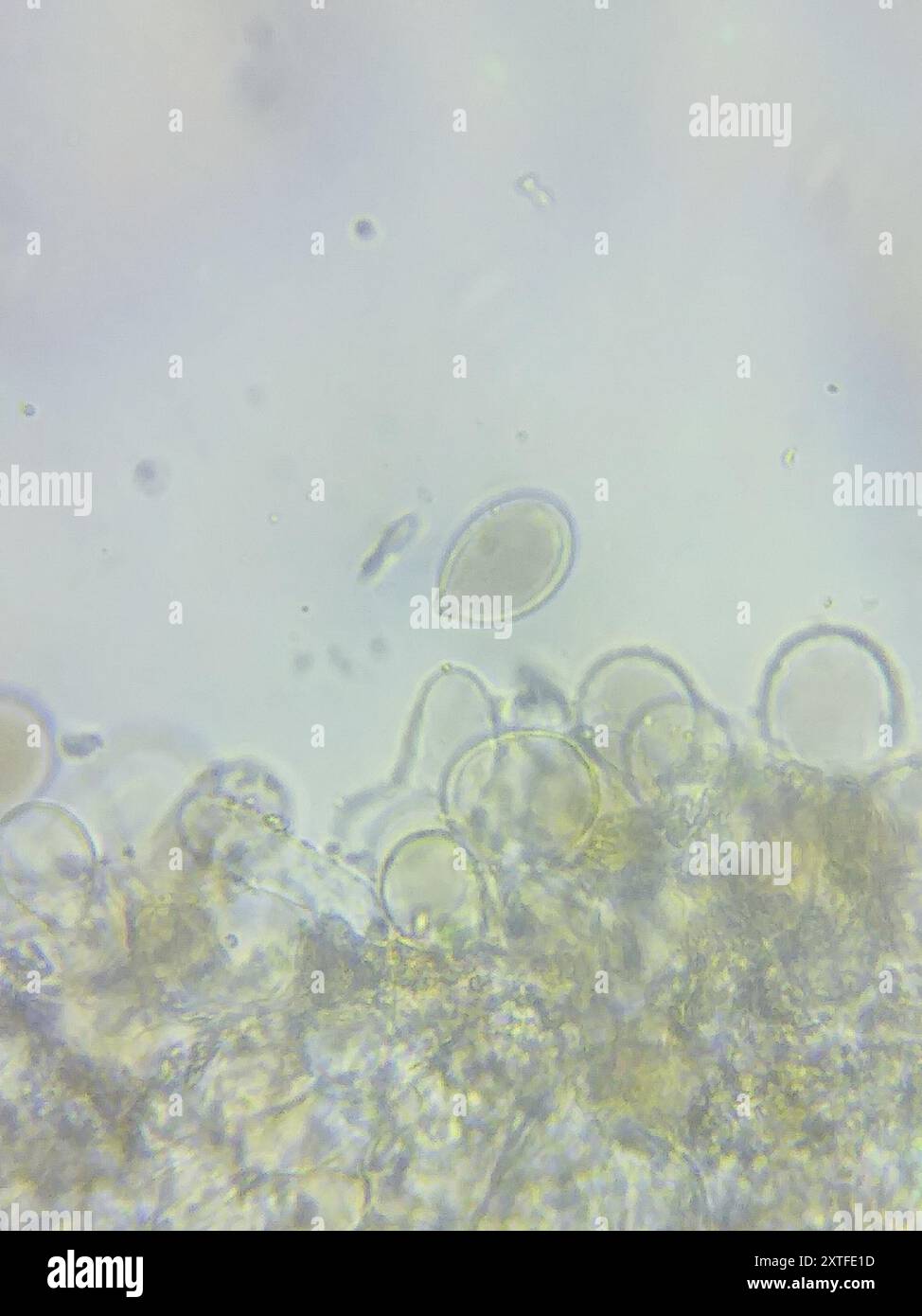 Dripping bonnet hi-res stock photography and images - Alamy