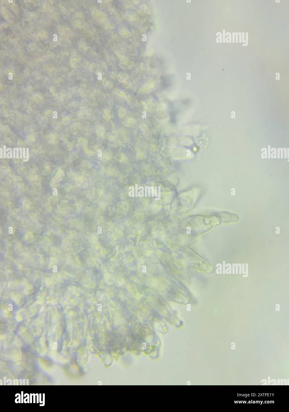 Dripping bonnet hi-res stock photography and images - Alamy