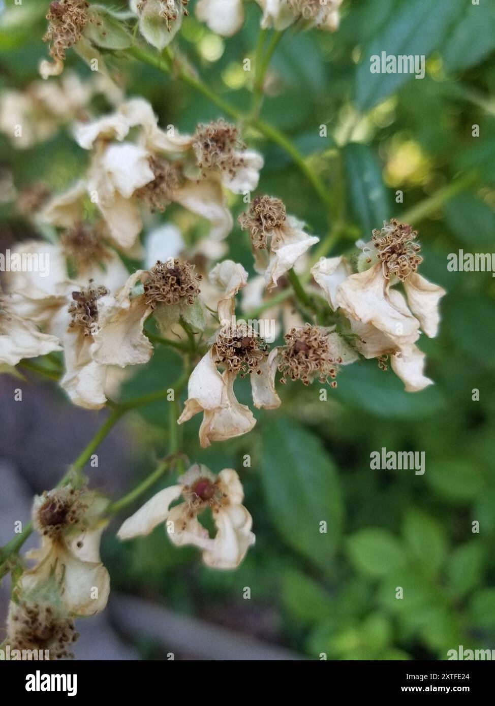 multiflora rose (Rosa multiflora) Plantae Stock Photo - Alamy