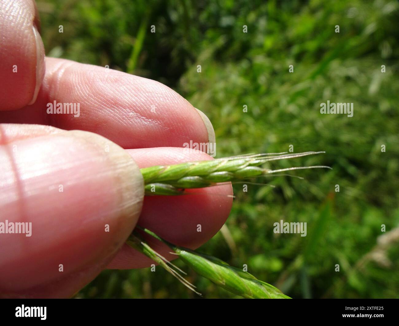 Field Brome (Bromus arvensis) Plantae Stock Photo - Alamy