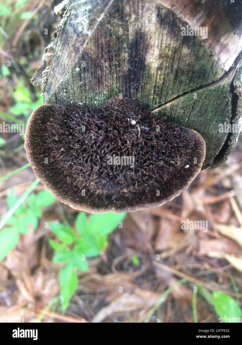 Hairy Hexagonia (Hexagonia hydnoides) Fungi Stock Photo - Alamy
