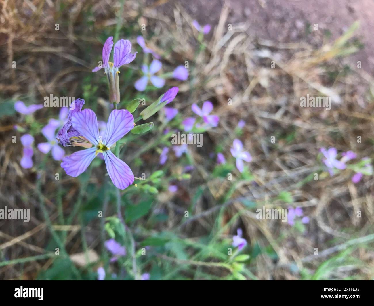 wild and domestic radish (Raphanus raphanistrum sativus) Plantae Stock ...