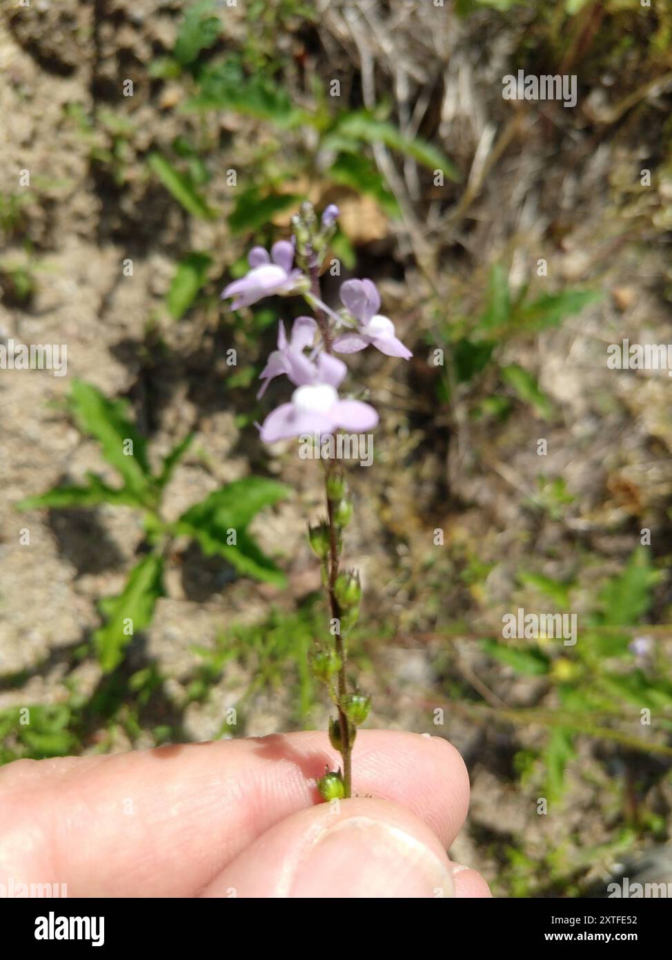 blue toadflax (Nuttallanthus canadensis) Plantae Stock Photo - Alamy