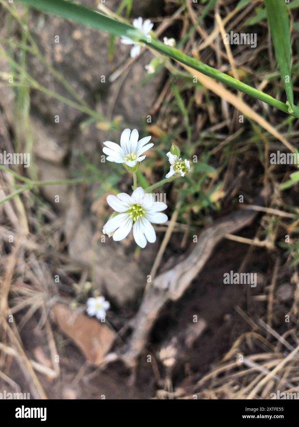 field chickweed (Cerastium arvense) Plantae Stock Photo - Alamy