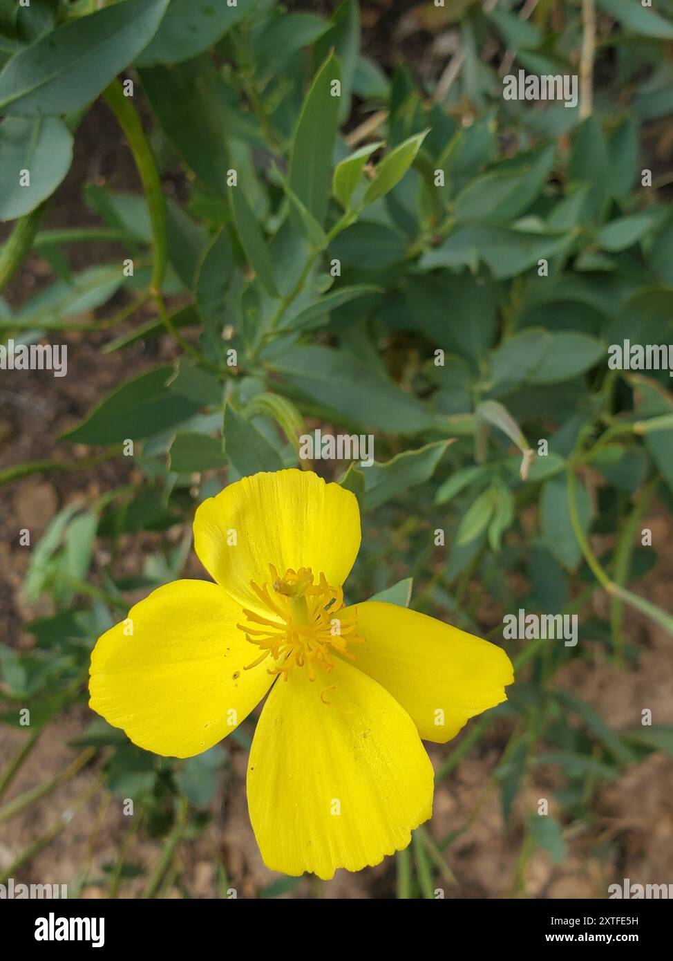 Bush Poppy (Dendromecon rigida) Plantae Stock Photo - Alamy