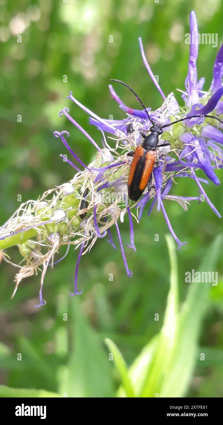 Black-striped Longhorn Beetle (Stenurella melanura) Insecta Stock Photo ...