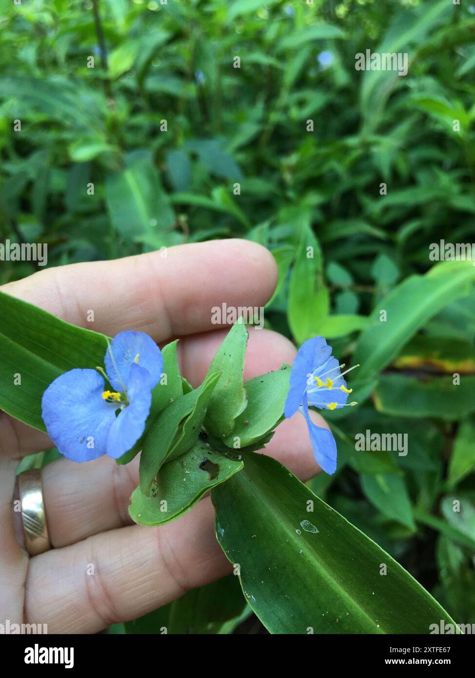 Virginia Dayflower (Commelina virginica) Plantae Stock Photo - Alamy