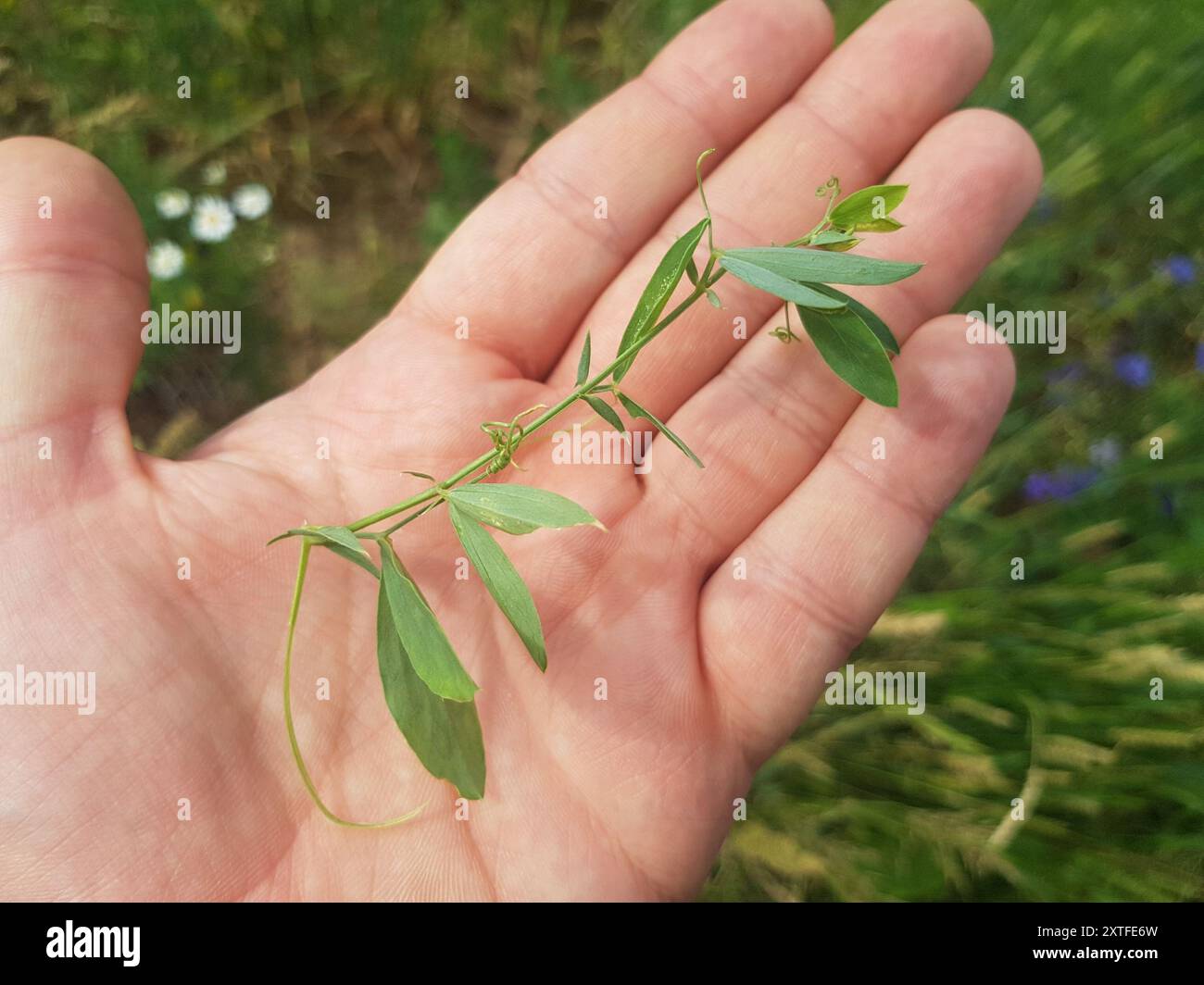 tuberous pea (Lathyrus tuberosus) Plantae Stock Photo - Alamy