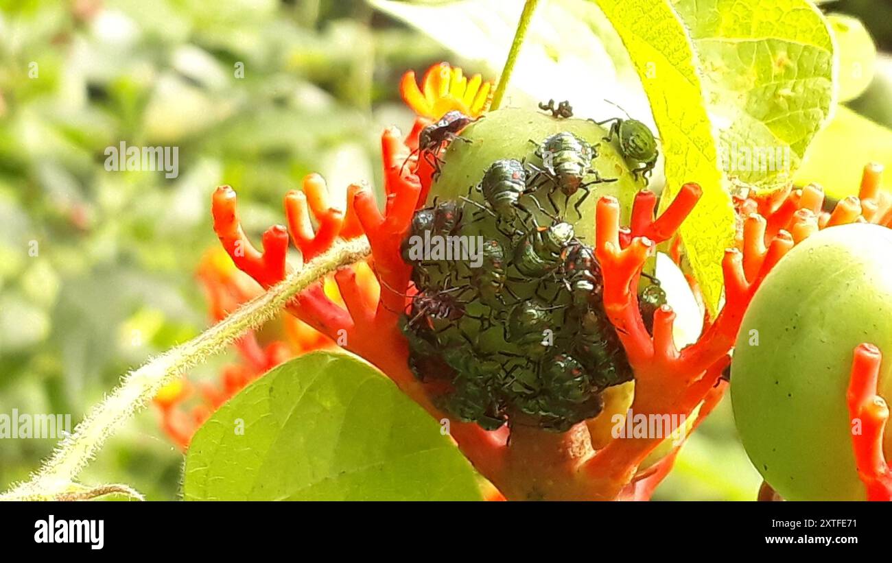 Jewel Bugs (Scutelleridae) Insecta Stock Photo - Alamy