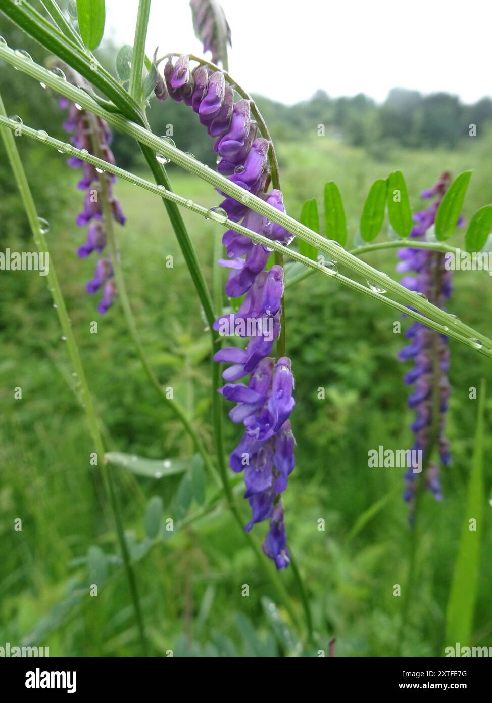 Vetches (Vicia) Plantae Stock Photo - Alamy