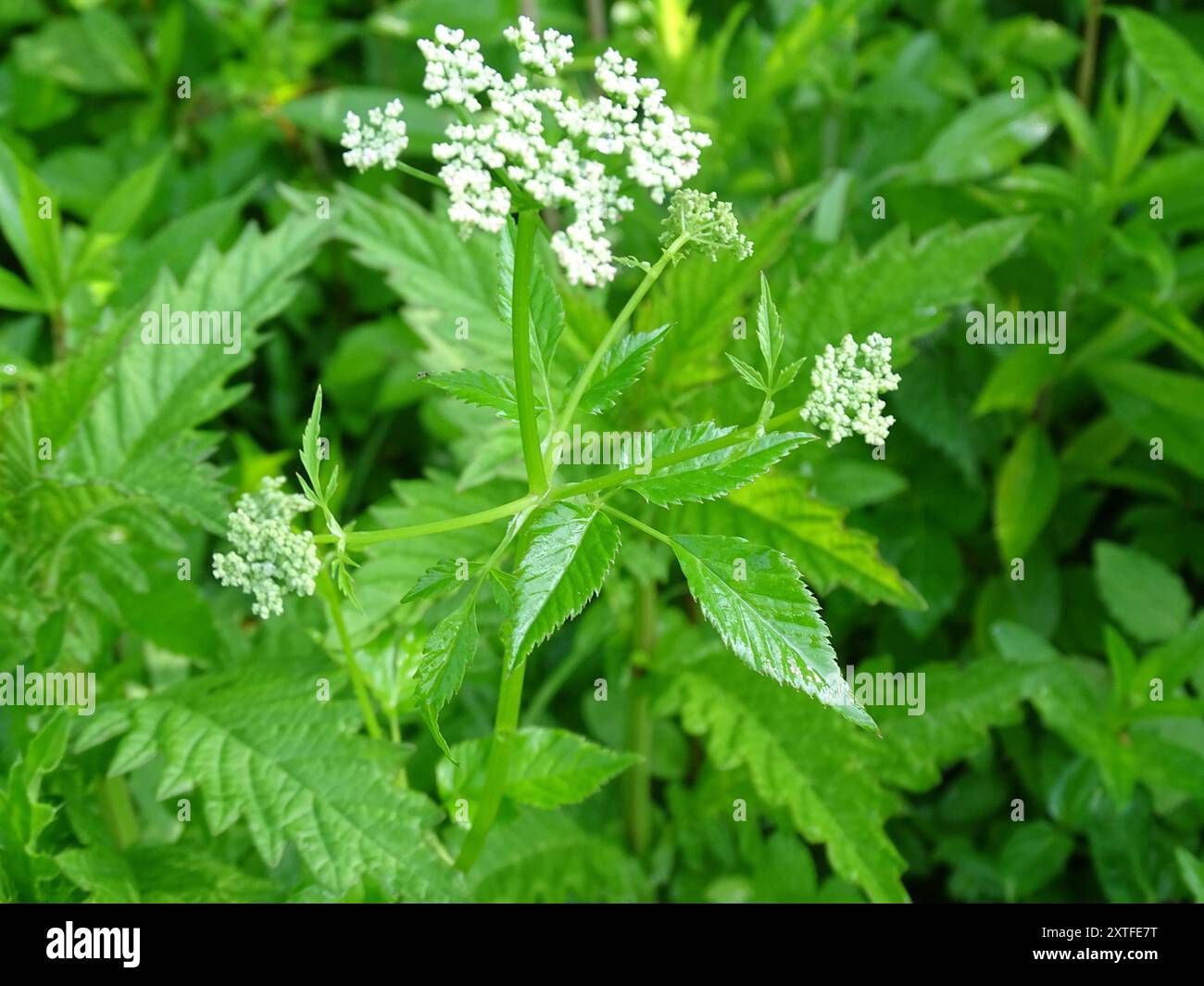 carrot family (Apiaceae) Plantae Stock Photo - Alamy