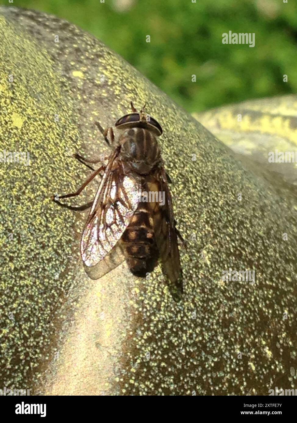 Horse Flies (Tabaninae) Insecta Stock Photo - Alamy